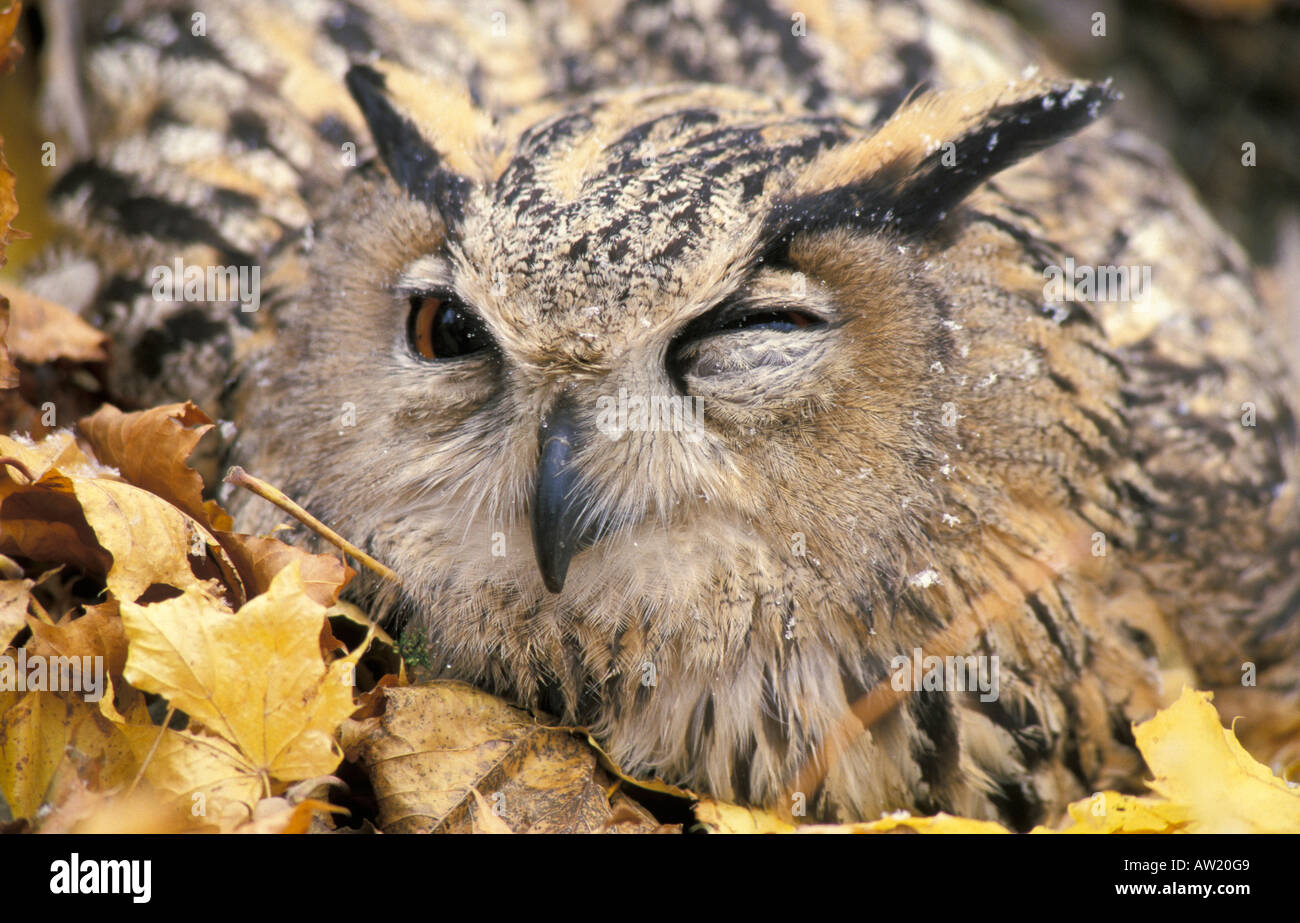 Eagle-owl Bubo bubo interpositus. Caucasus, Russia Stock Photo - Alamy