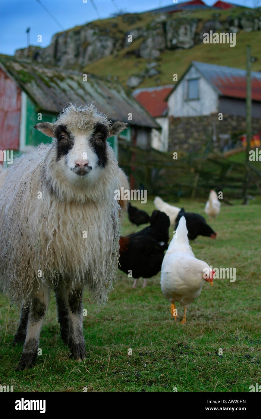 Sheep chickens hi-res stock photography and images - Alamy