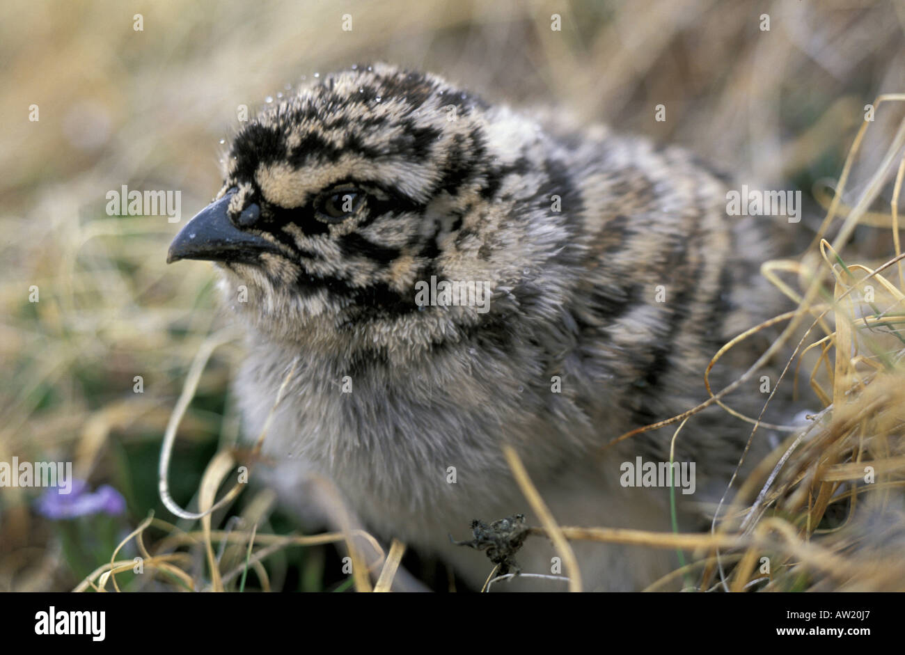 Tetraogallus altaicus hi-res stock photography and images - Alamy
