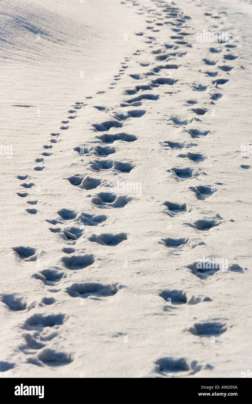Foot prints in the snow Stock Photo - Alamy
