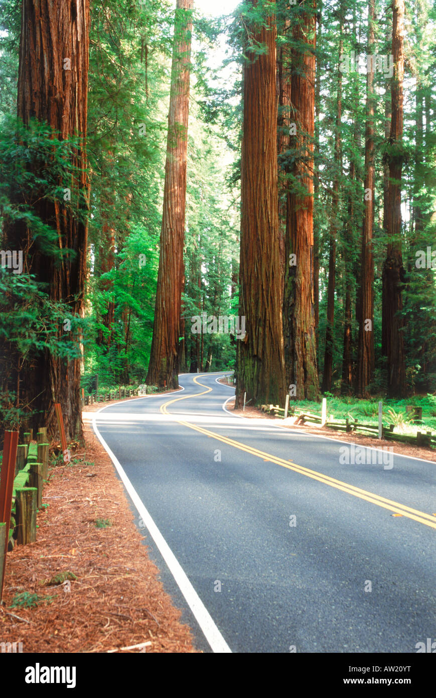 Highway 101 winding through Redwood National Forest in Northern ...