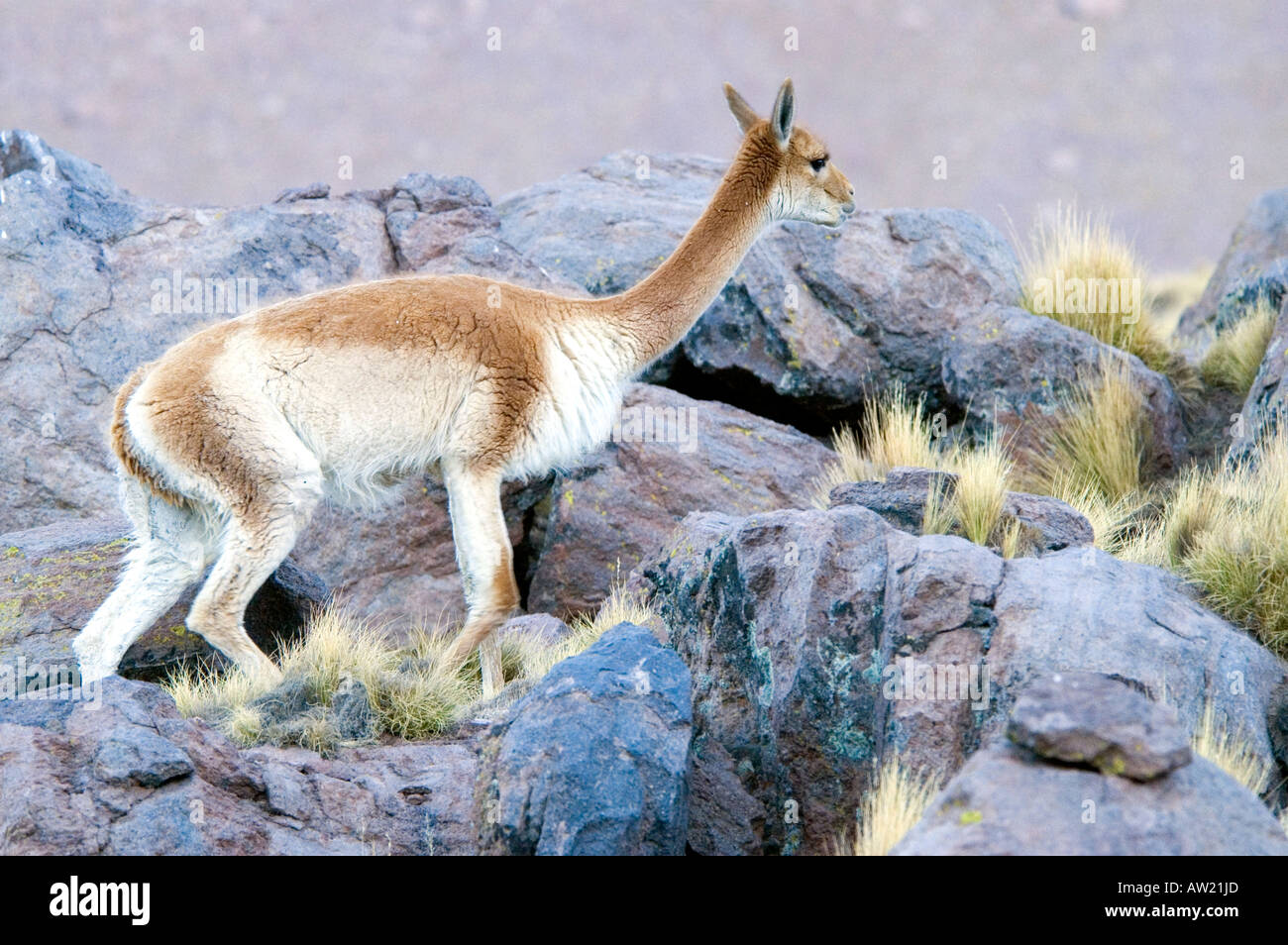 Vicuna Chile Atacama Desert Vicuna Stock Photo - Alamy