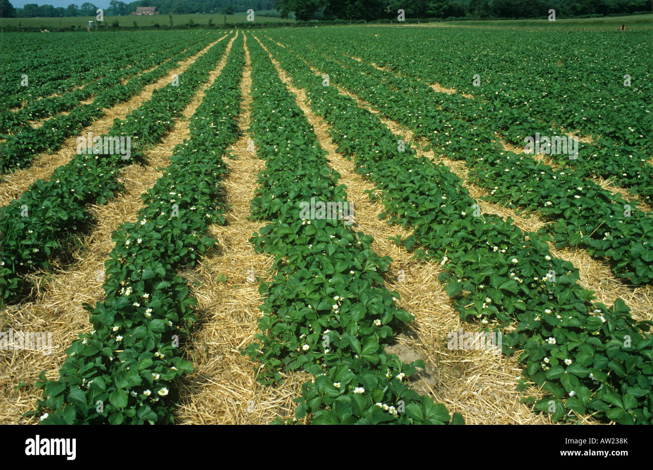 Strawberry crop in full flower with straw between the rows Stock Photo ...