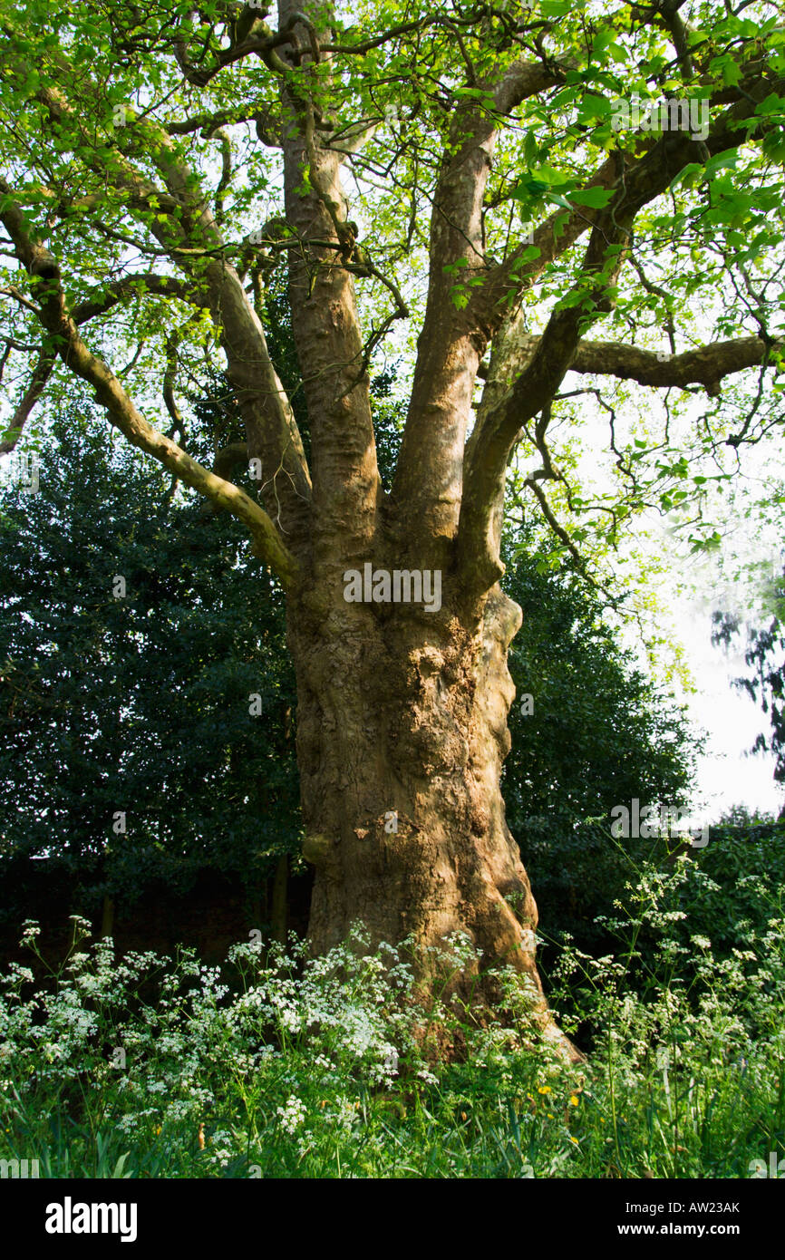 Tree underplanted hi-res stock photography and images - Alamy