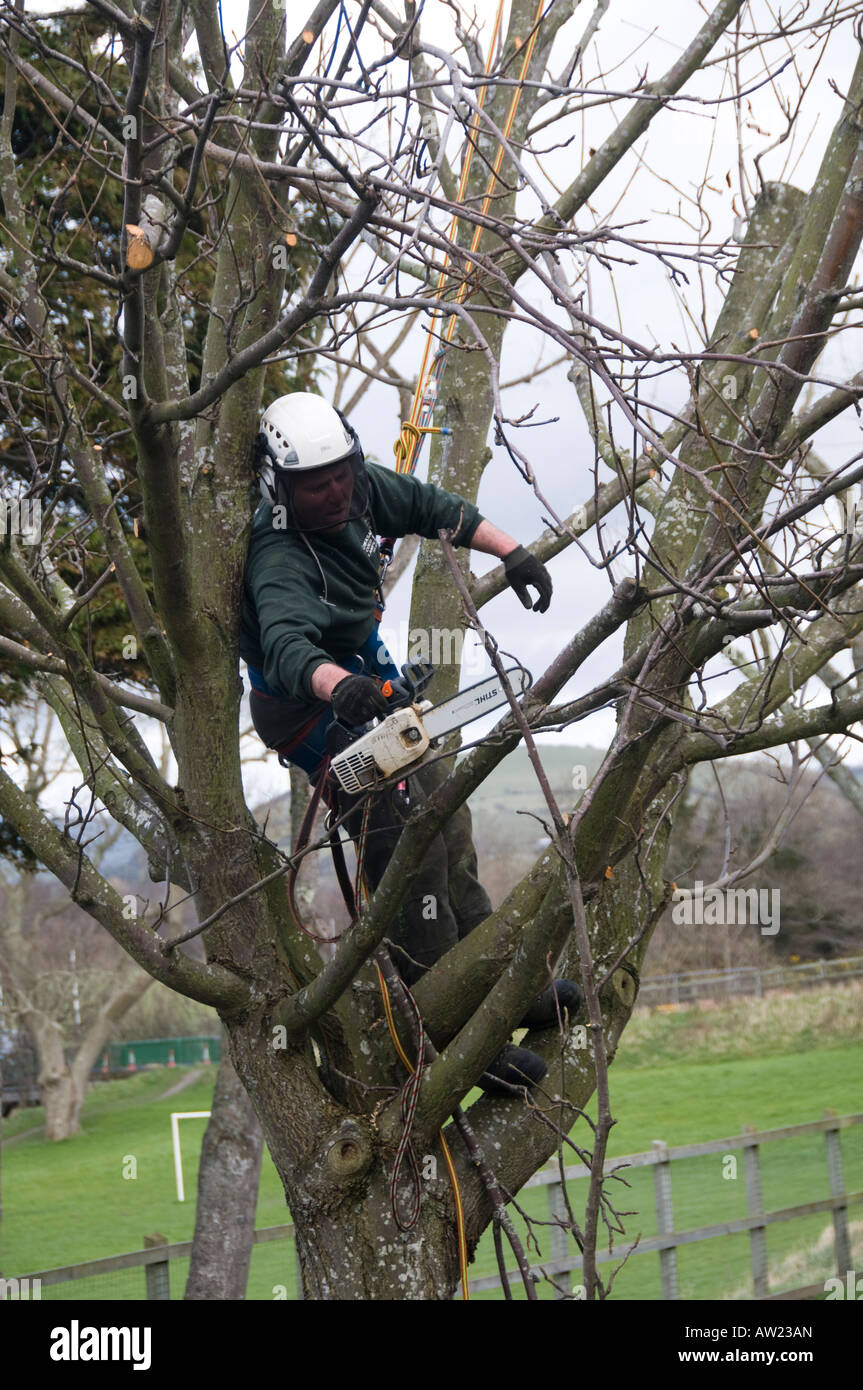 Saw off branches hi-res stock photography and images - Alamy