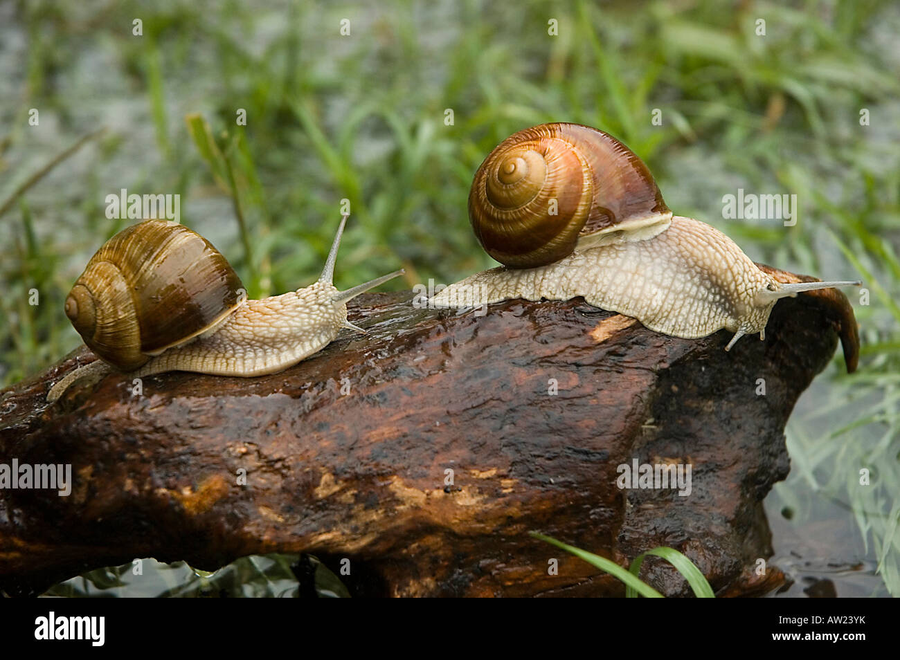 Two snails explore a wet branch during a rainy day Stock Photo - Alamy