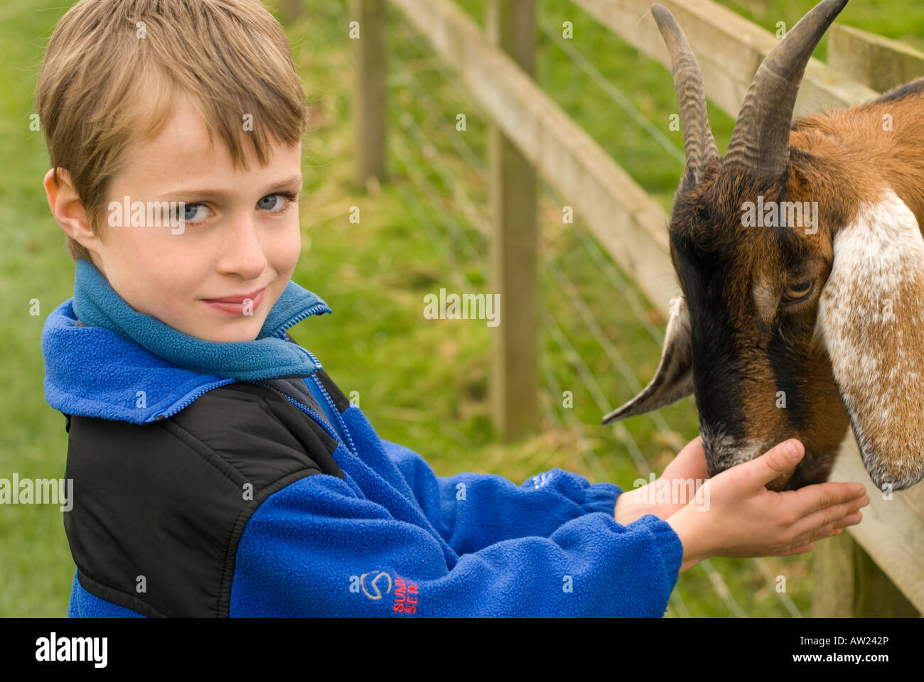 boy with goat in farm park Stock Photo - Alamy