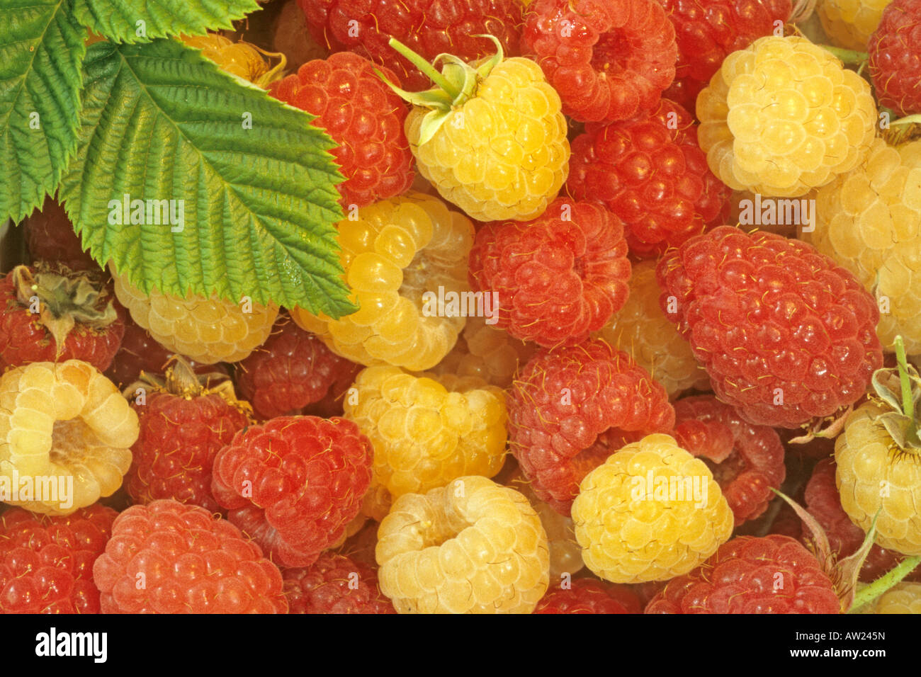 Wild Yellow Raspberries