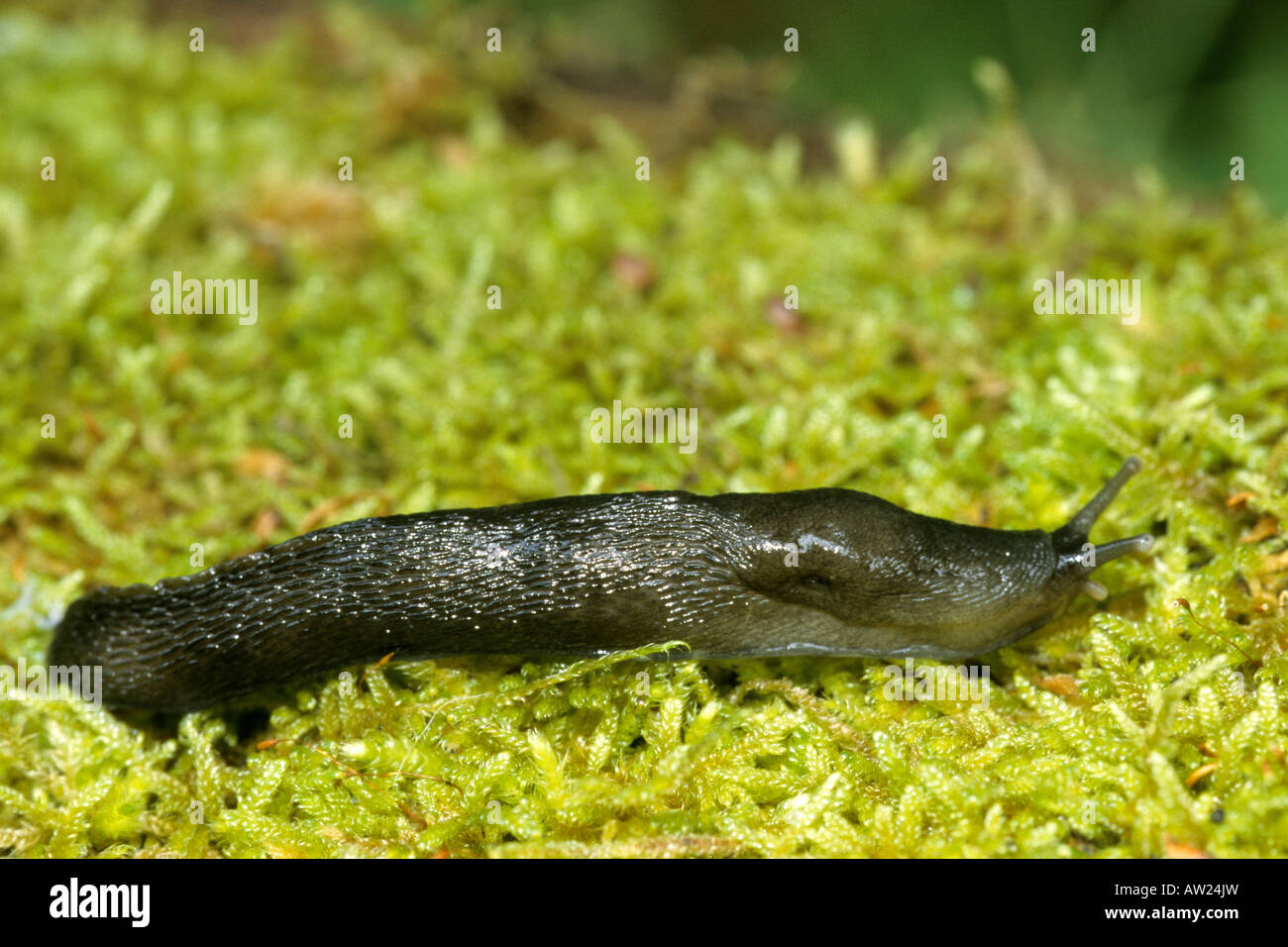 Large Black Slug (Arion lusitanicus) on moss Stock Photo - Alamy