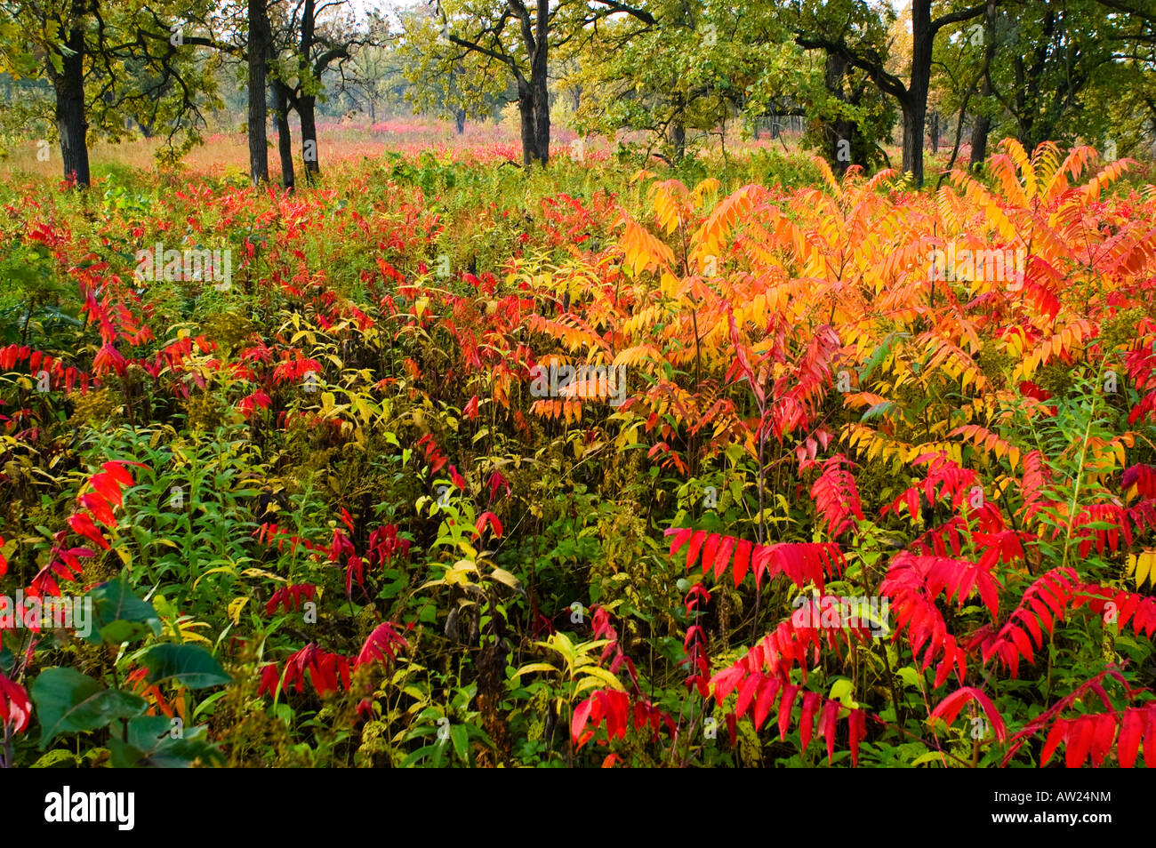 Red and orange sumac in oak savannah of central Minnesota Stock Photo ...