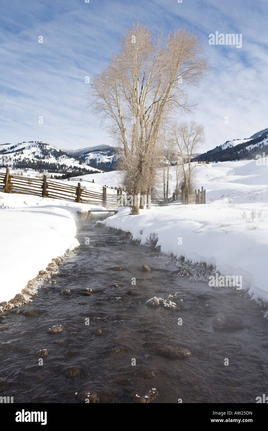 Stream and cottonwood tree during winter in Yellowstone National Park ...