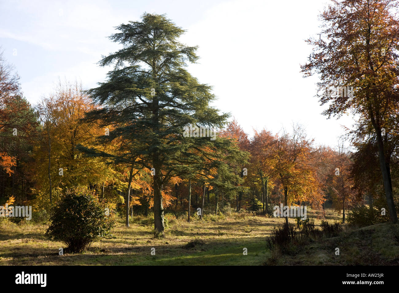 A fir tree in a beech wood in the autumn Stock Photo - Alamy