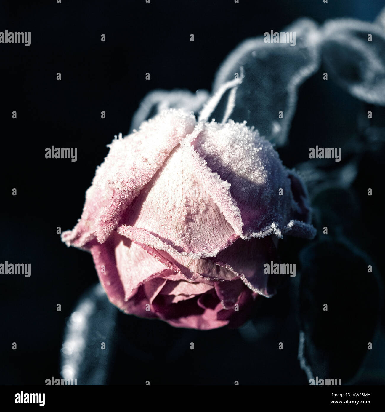 Drooping rose hi-res stock photography and images - Alamy