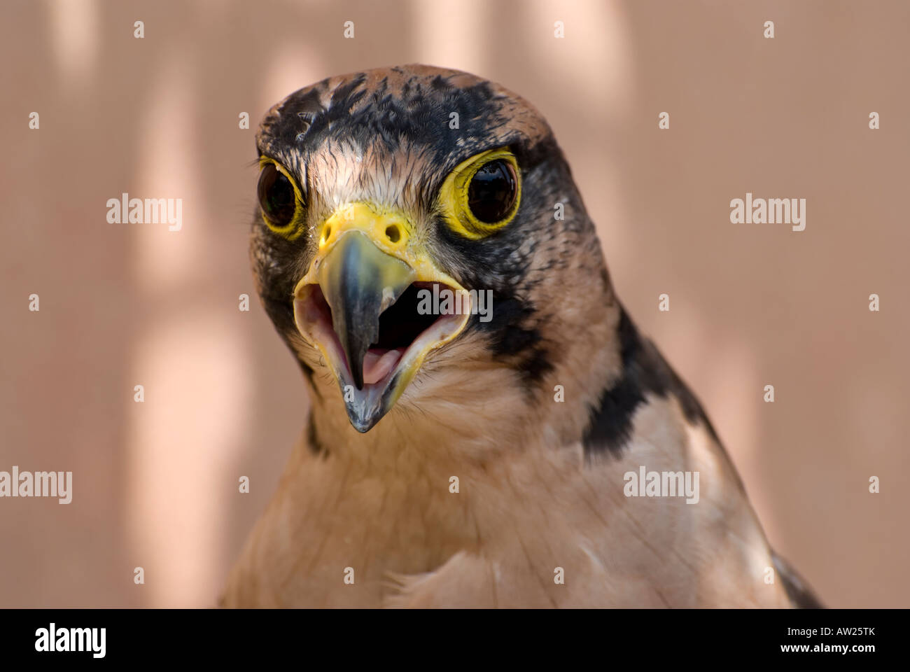 Peregrine Falcon head shot 1 Stock Photo - Alamy