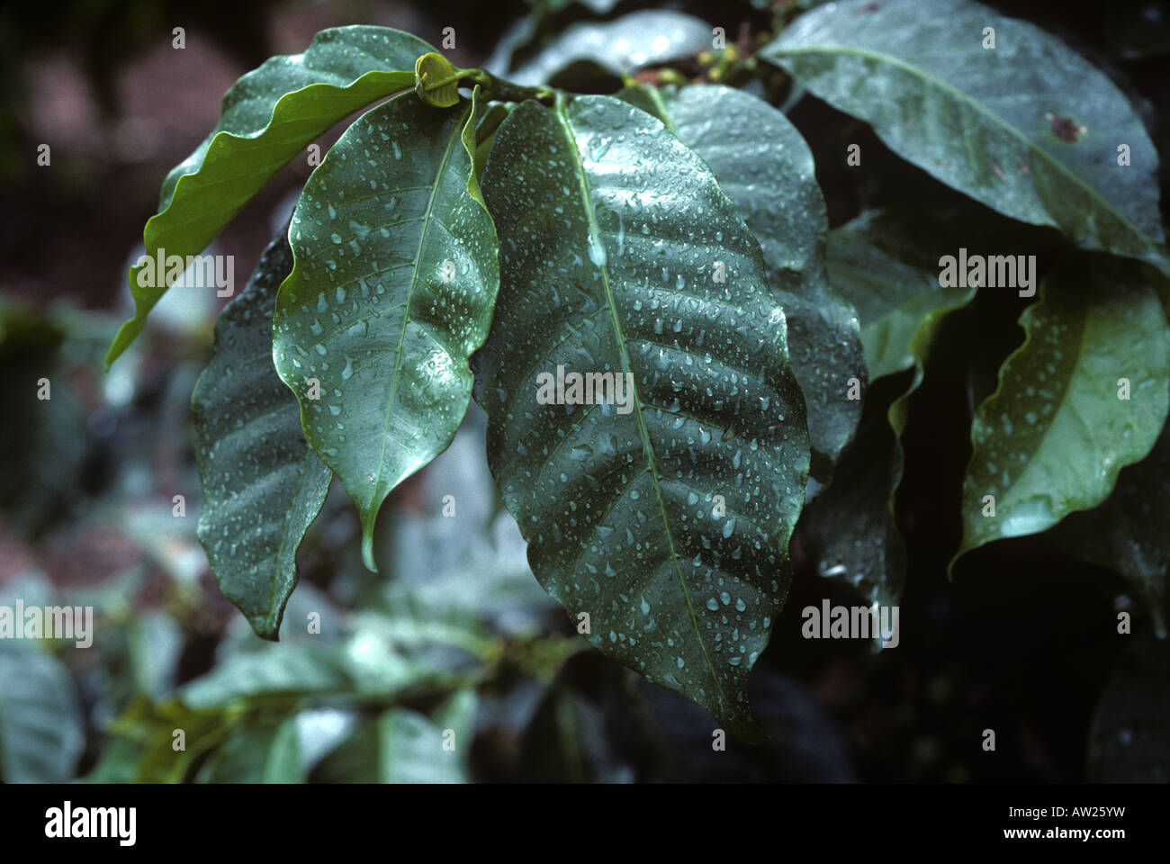 Spray on coffee leaves shortly after sprayer pass Kenya Stock Photo - Alamy