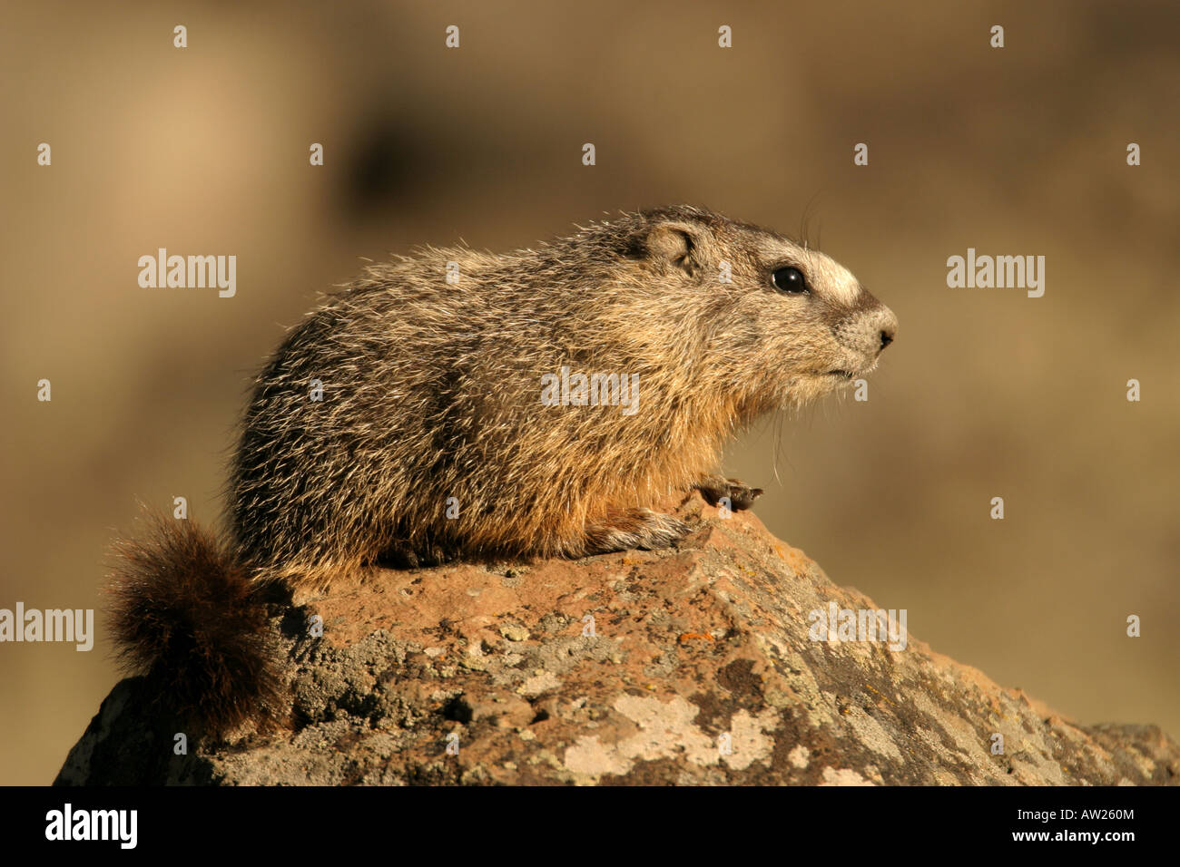 Baby yellow bellied marmot hi-res stock photography and images - Alamy