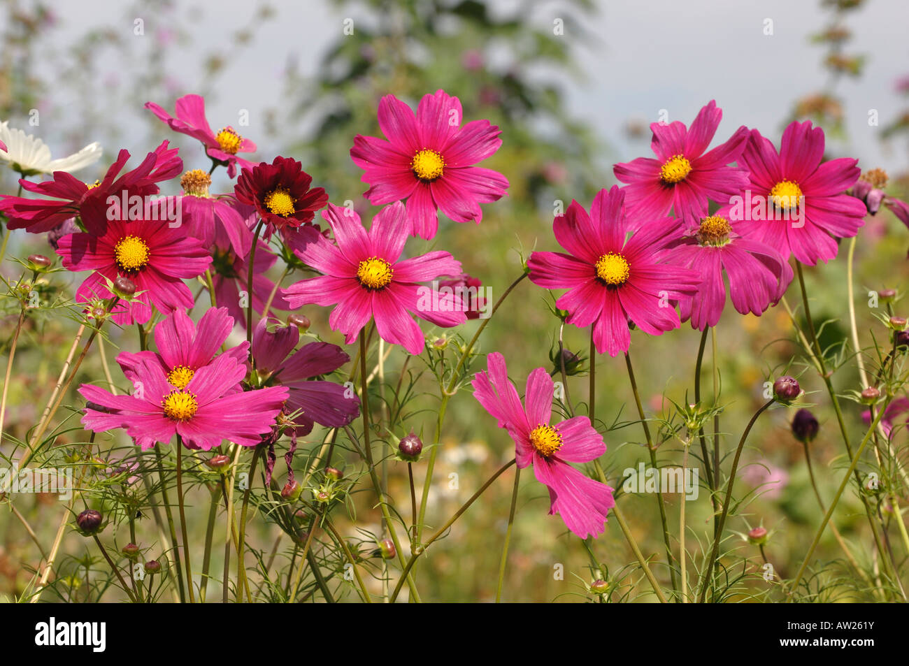 Garden Cosmos, Mexican Aster (Cosmos bipinnatus), flowering plants in a ...