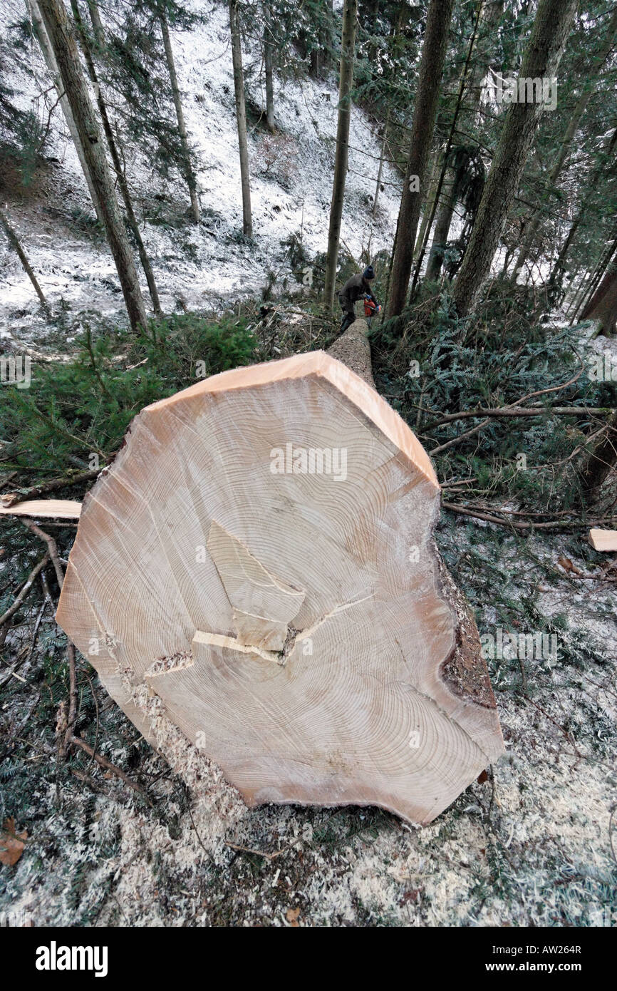Felled tree on a winters day Stock Photo - Alamy