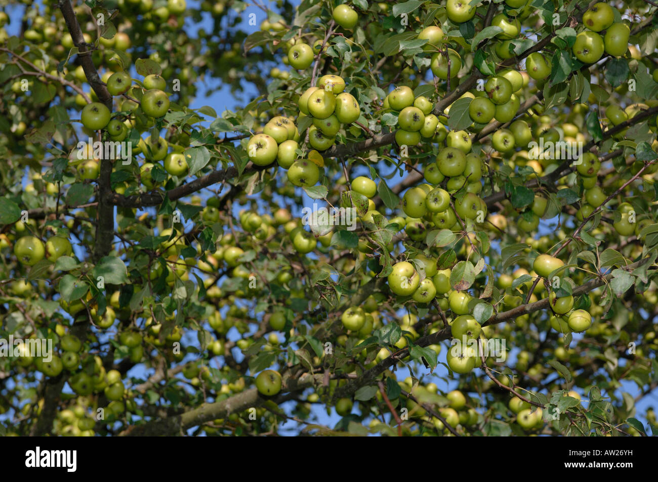 Crabapple (Malus sylvestris), twig with apples on a tree Stock Photo ...