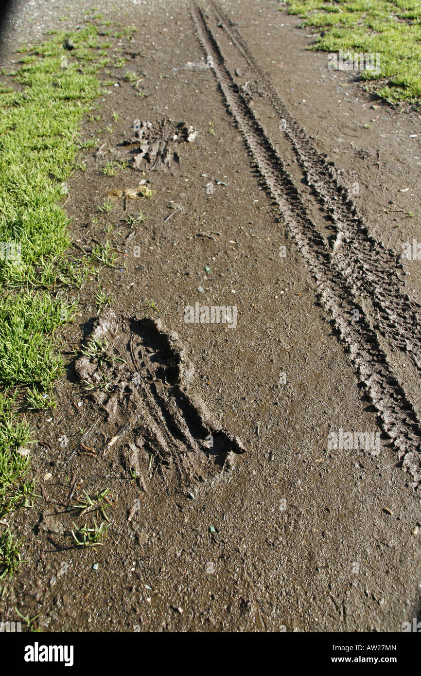 bike tyre and footprint marks in mud Stock Photo - Alamy