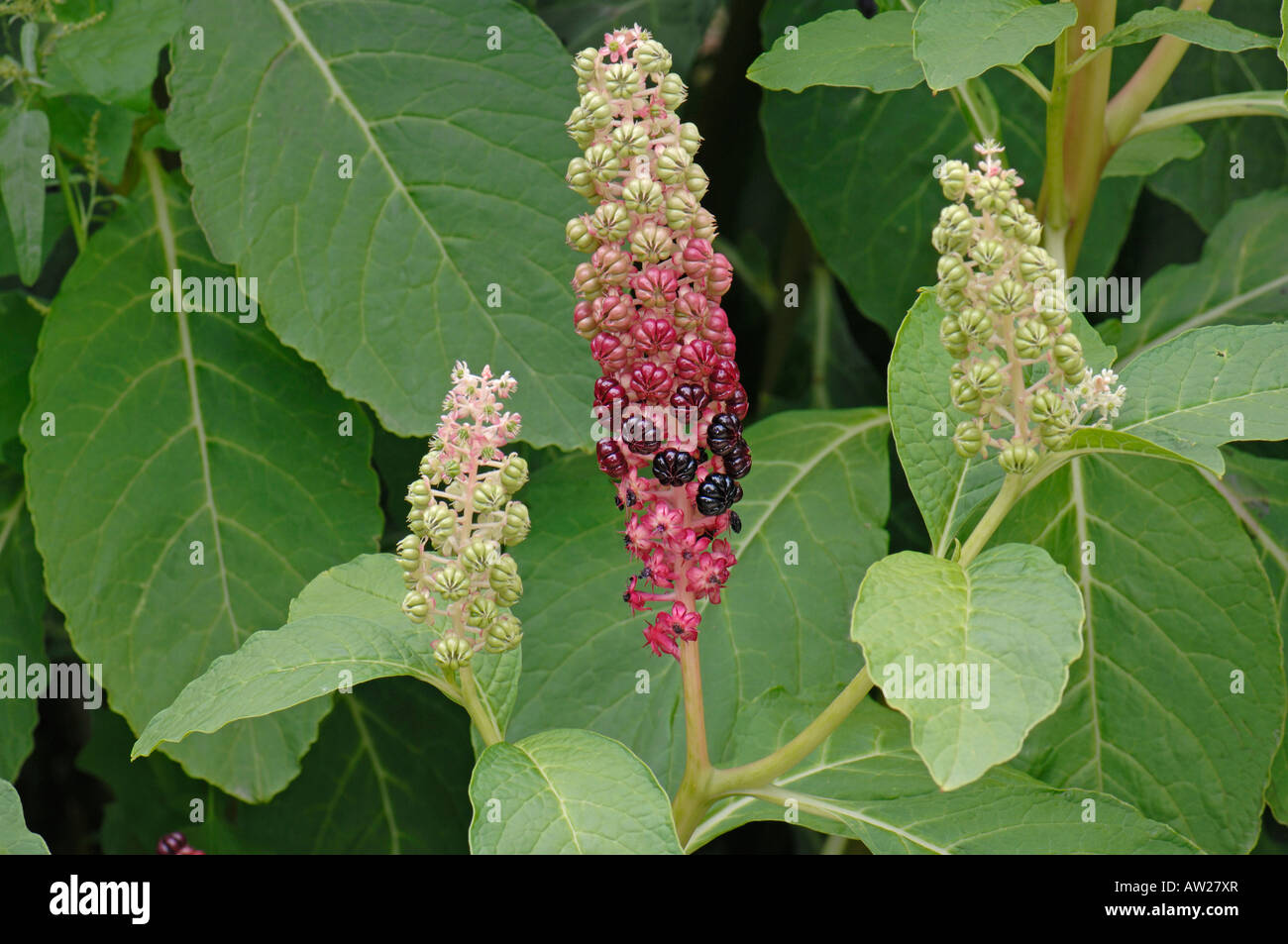 Indian Poke, Indian Pokeweed (Phytolacca acinosa), twig with fruit ...