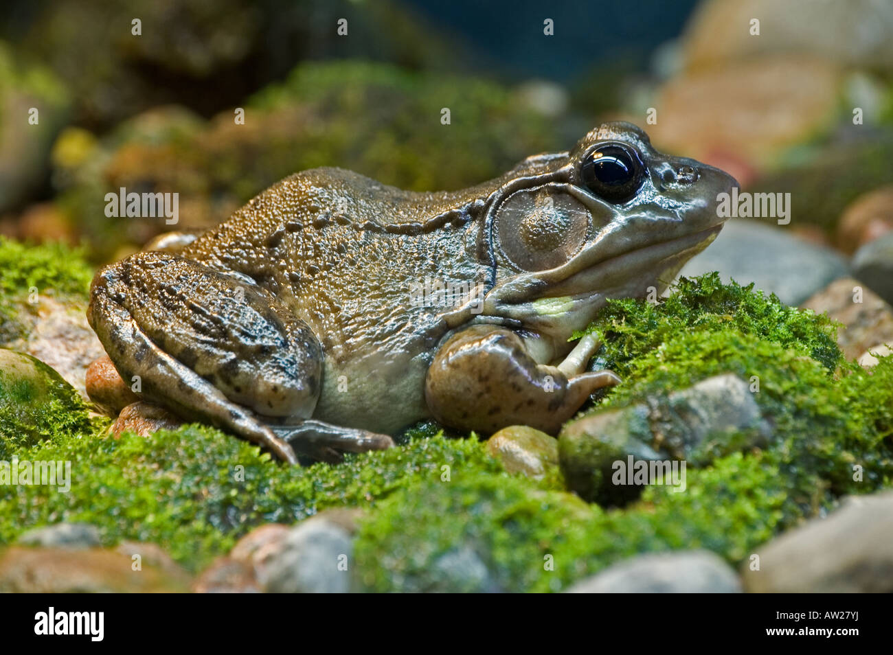 Bullfrog rana catesbeiana canada hi-res stock photography and images ...
