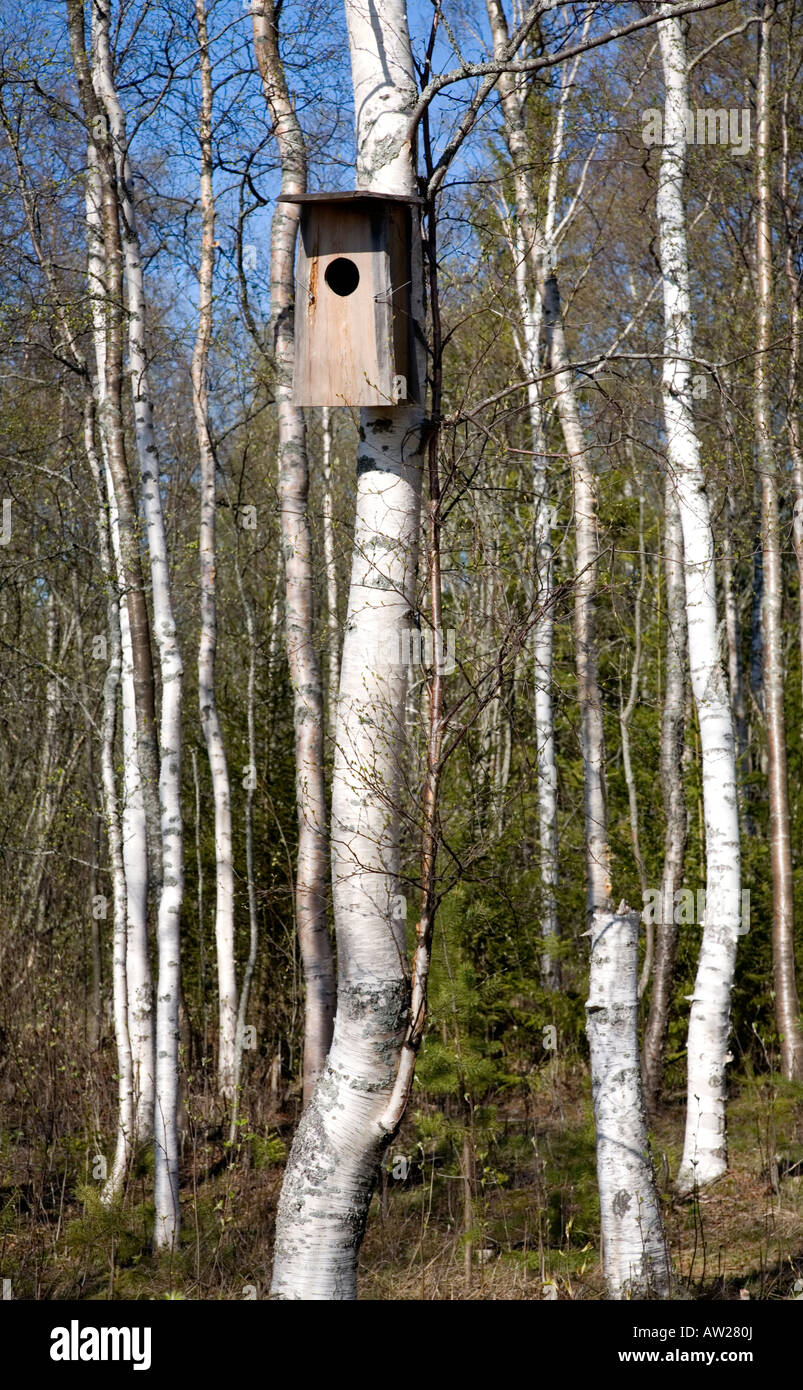 New wooden bird nesting box on birch tree , Finland Stock Photo - Alamy