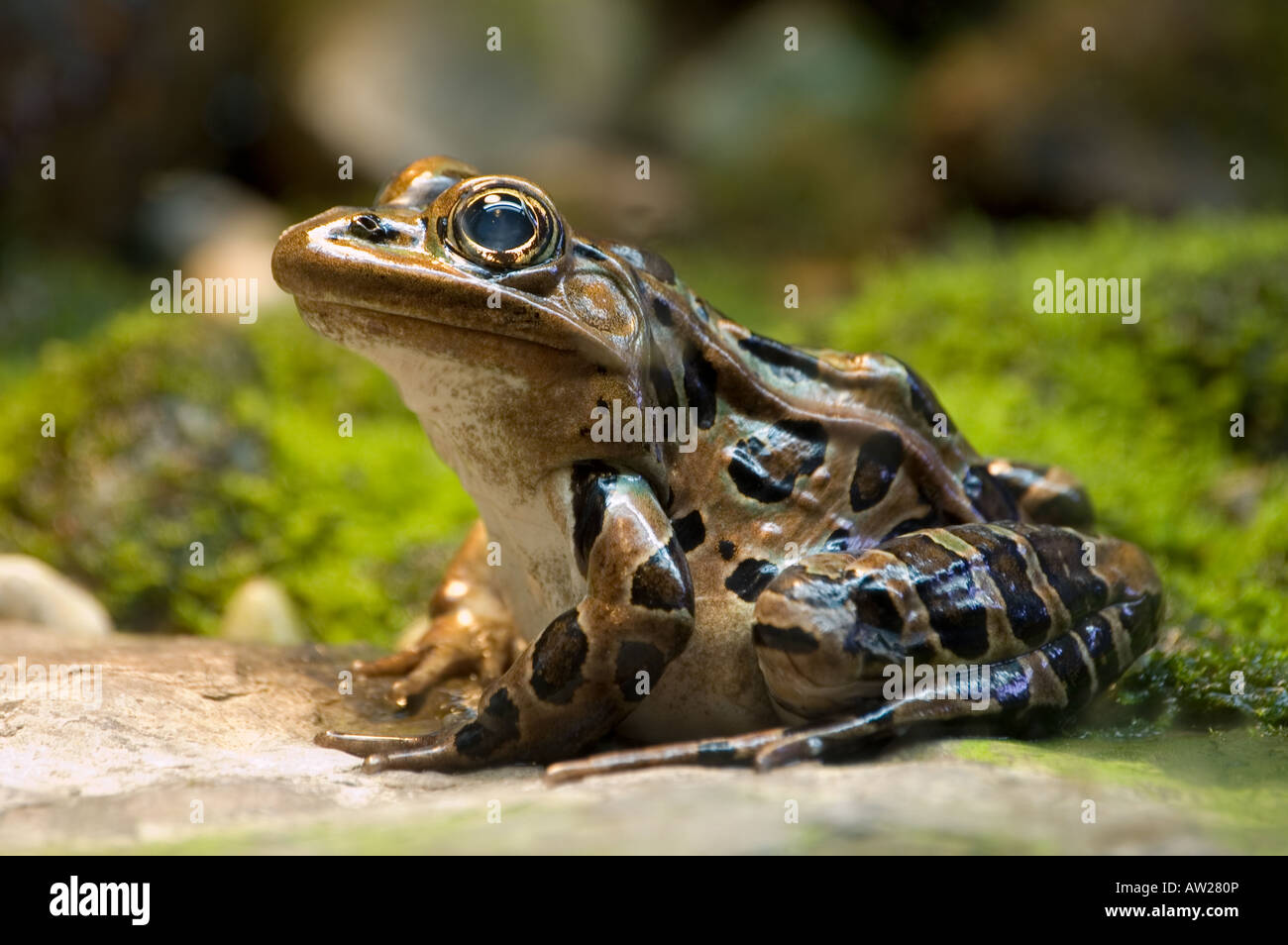 Leopard frog hi-res stock photography and images - Alamy