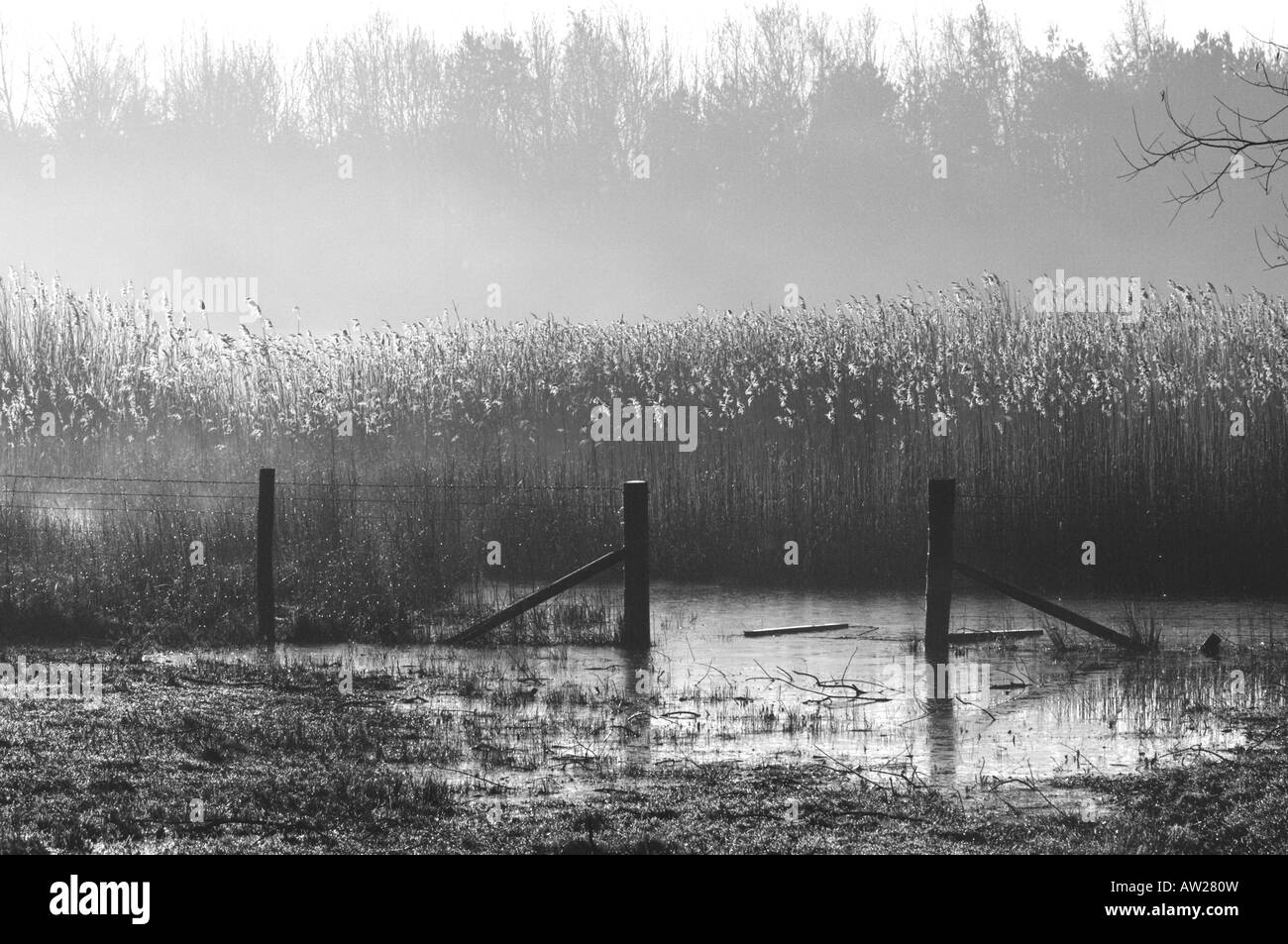 Bulrushes, water, Typha Angustifolia, bulrush, bull-rush, silhouette ...