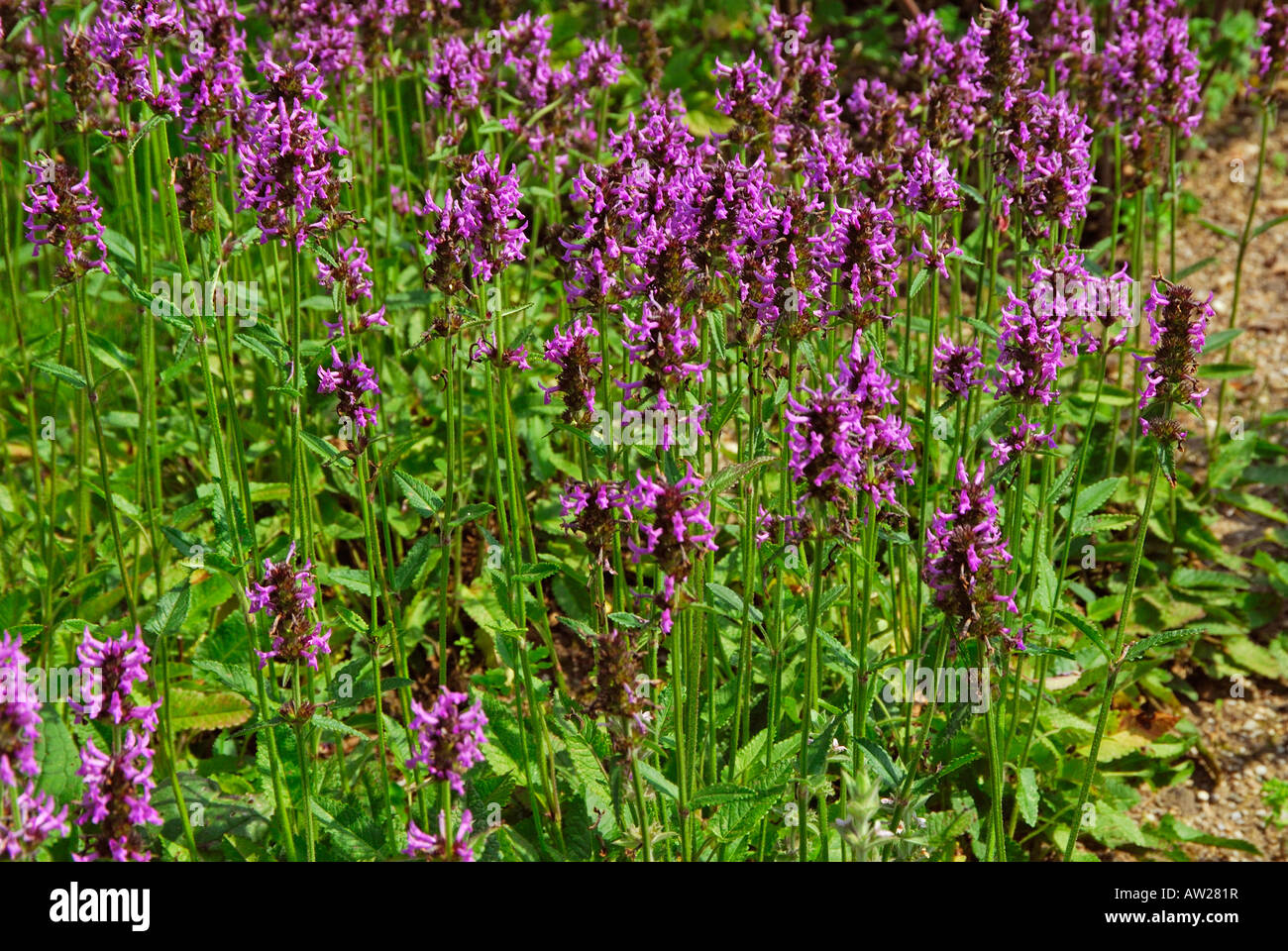 Betony, Wood Betony, Bishops Wort (Stachys officinalis, Betonica ...
