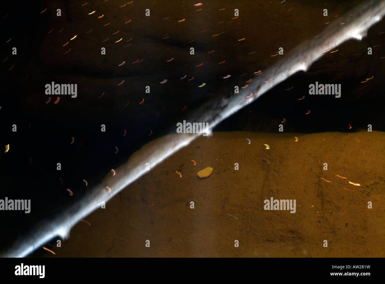 Diagonal reflection of a straight tree trunk in a small pond filled ...