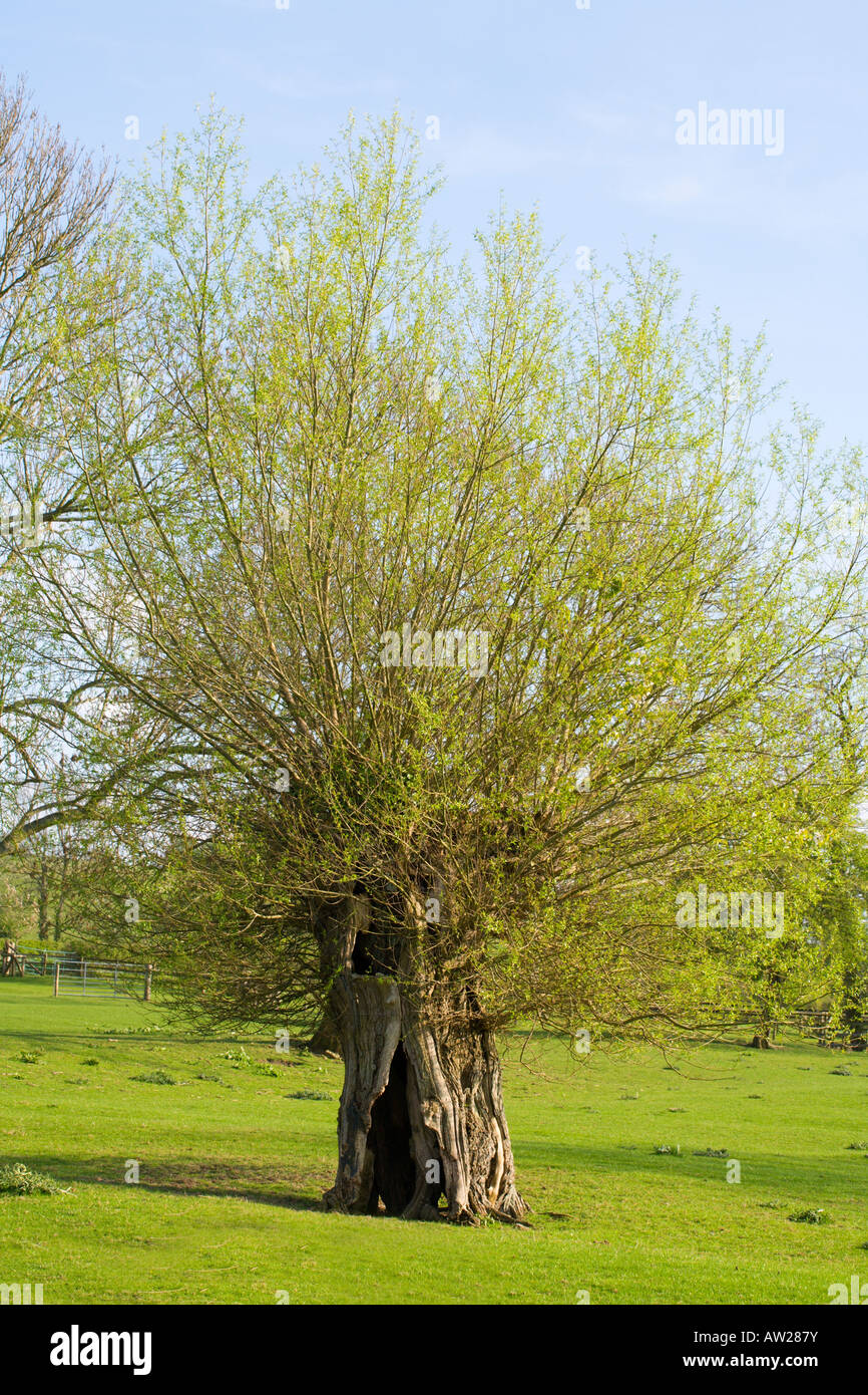 Old pollarded willow hi-res stock photography and images - Alamy
