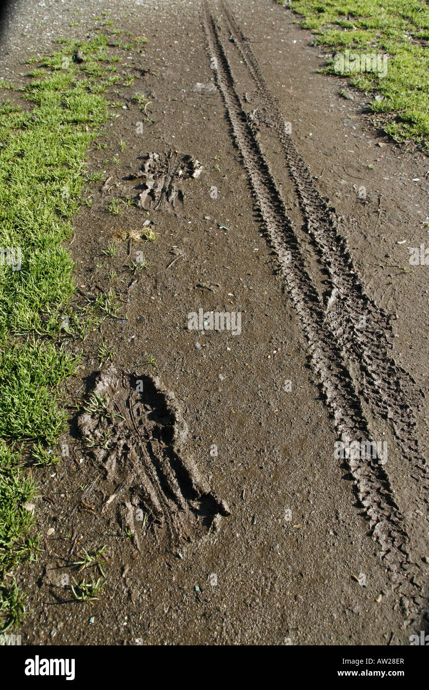 bike tyre and footprint marks in mud Stock Photo - Alamy
