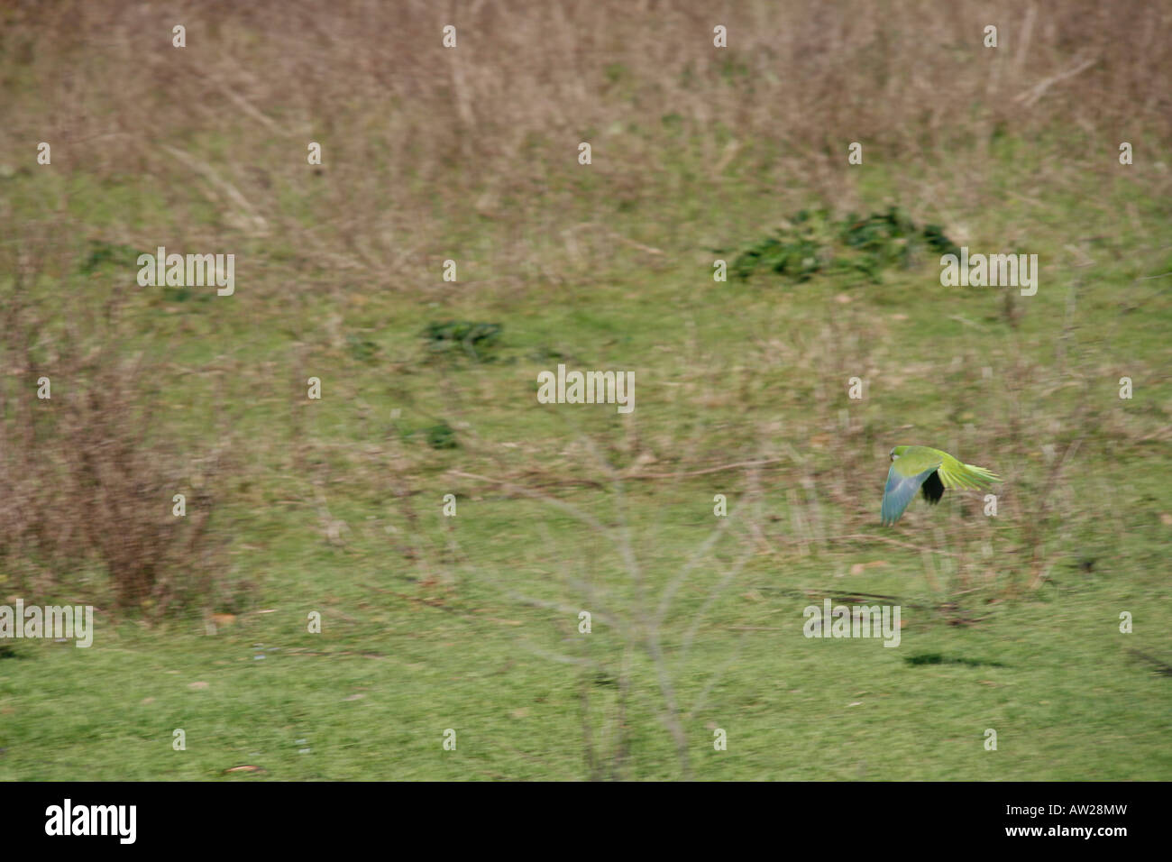 parrot flying over field Stock Photo - Alamy