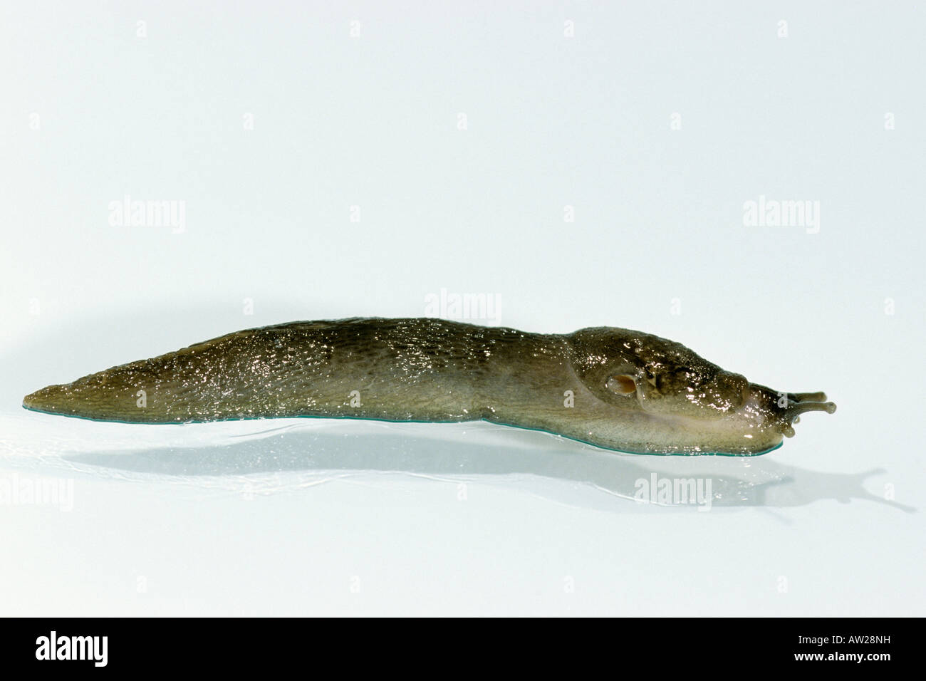 Large Black slug Arion lusitanicus studio picture Stock Photo - Alamy