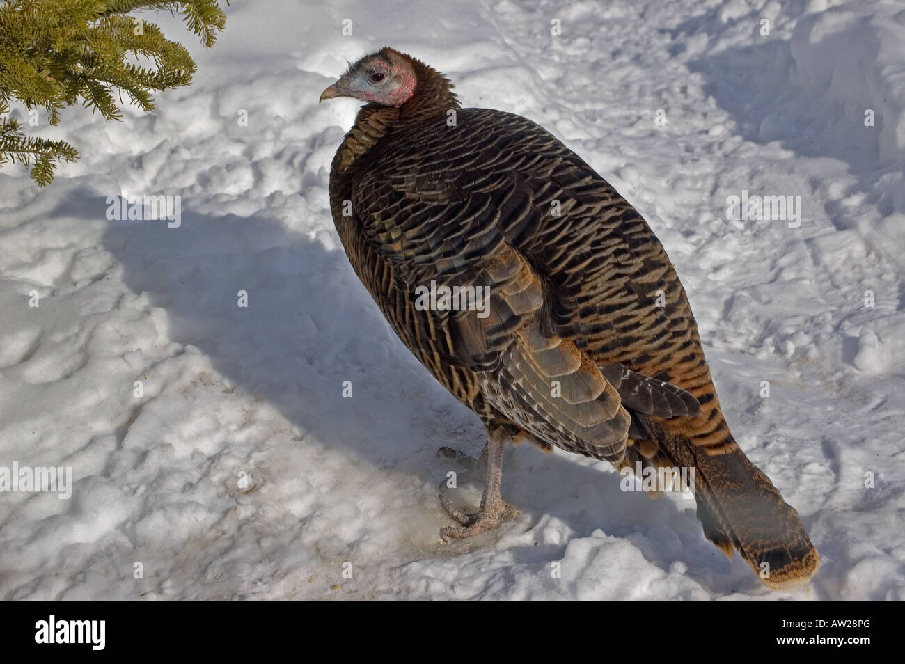 A female wild turkey in winter Stock Photo - Alamy