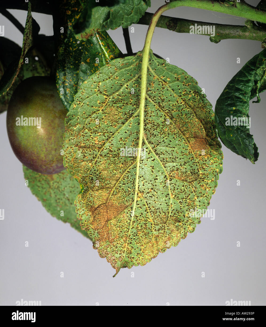 Plum tree disease hi-res stock photography and images - Alamy