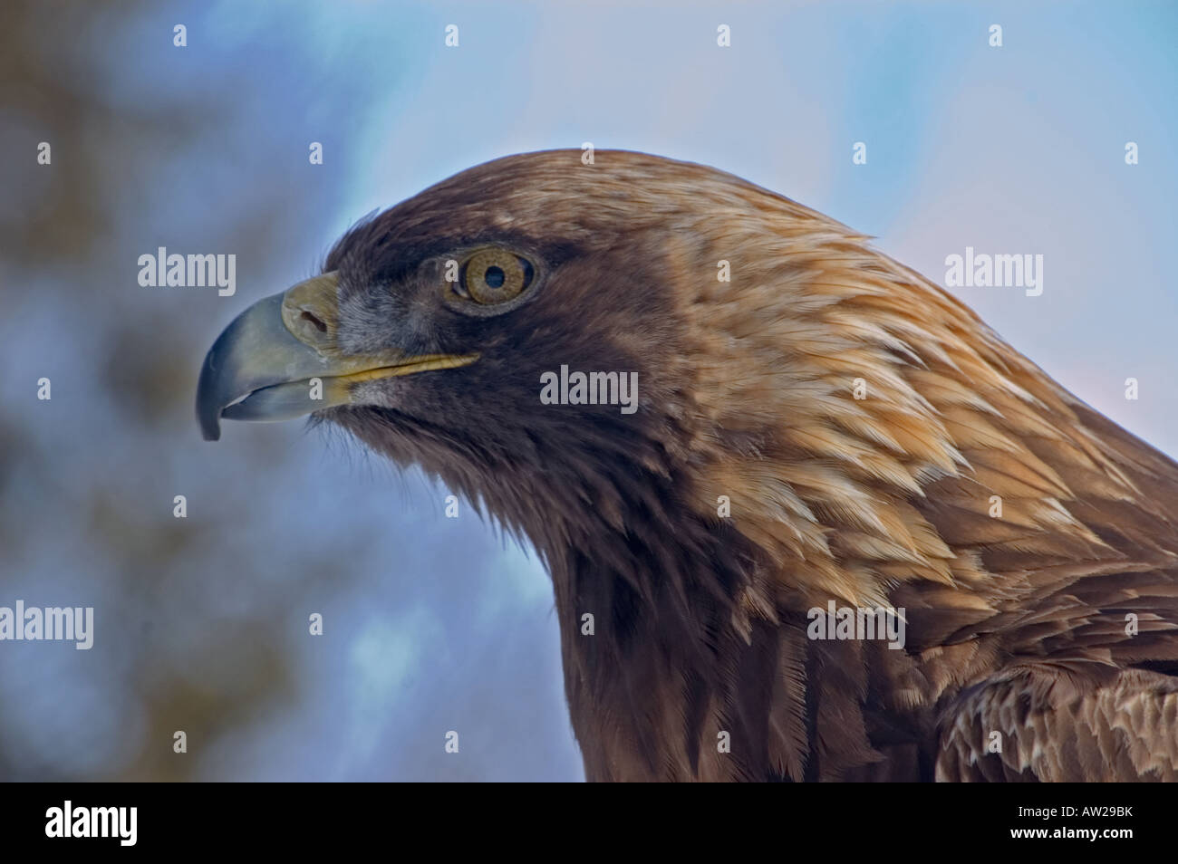 A Golden Eagle in Winter Stock Photo - Alamy