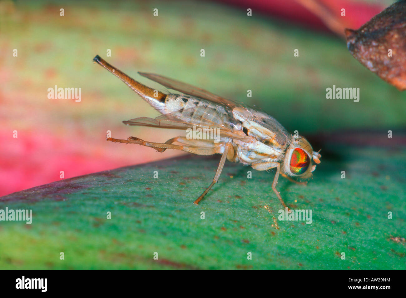 Picture-winged Fly, Family Tephritidae. Female cleaning itself Stock ...