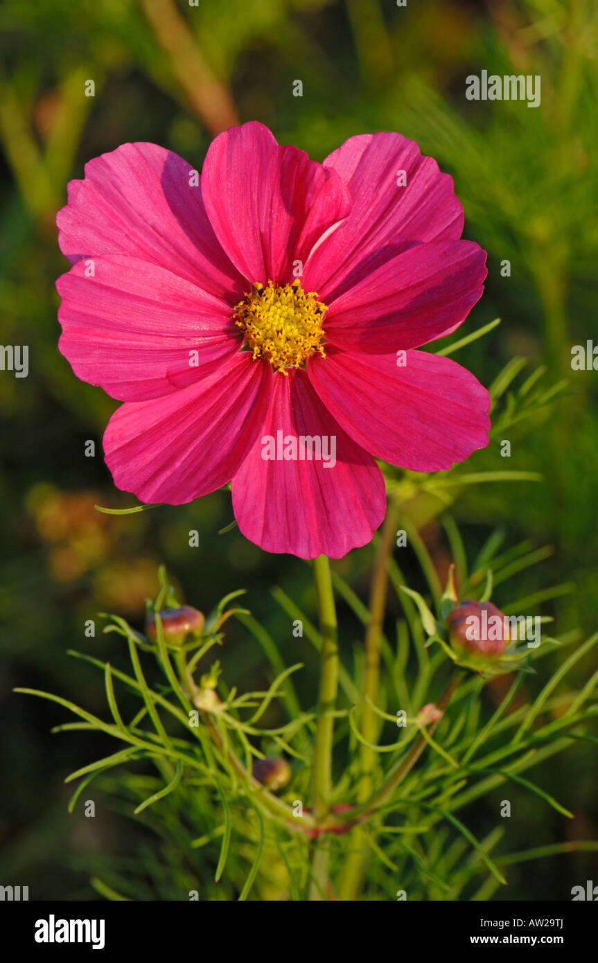 Mexican aster cosmos bipinnatus hi-res stock photography and images - Alamy