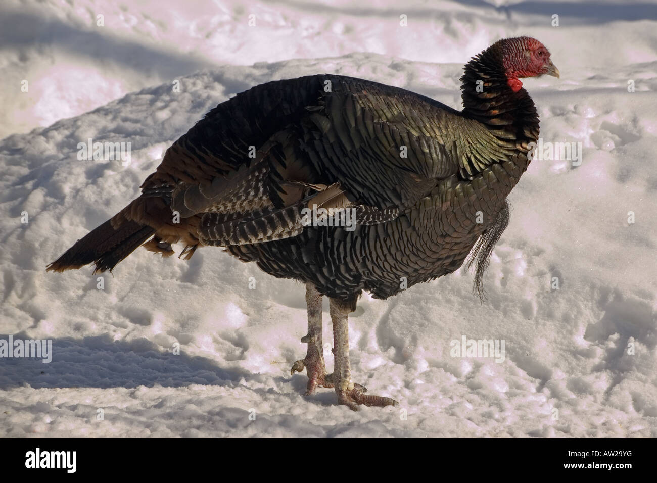 Tom bird hi-res stock photography and images - Alamy