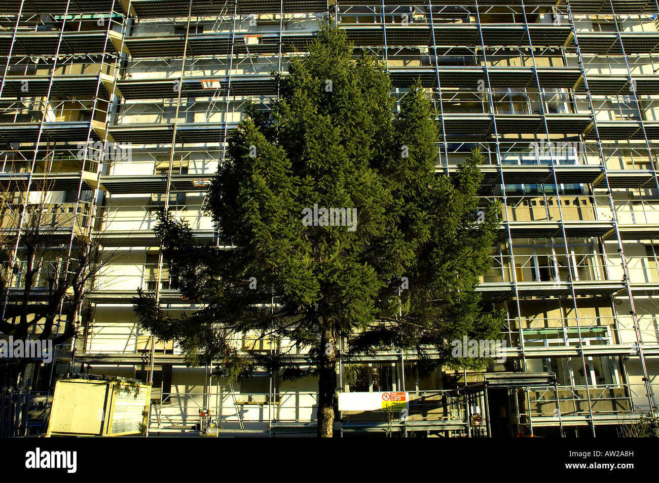 Urban green tree against gray metal scaffold Stock Photo - Alamy