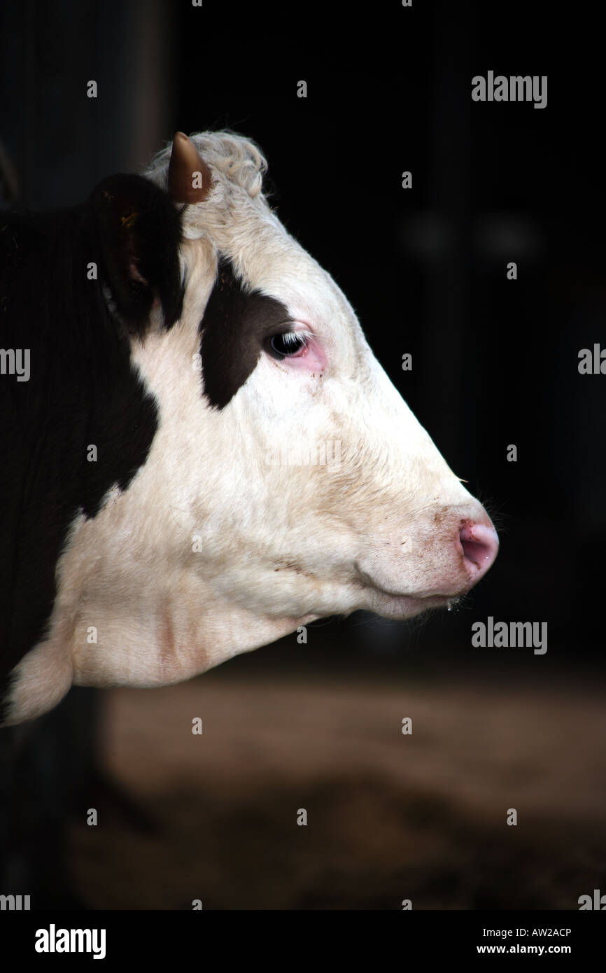 Beef cow staring from farmyard shed Stock Photo - Alamy