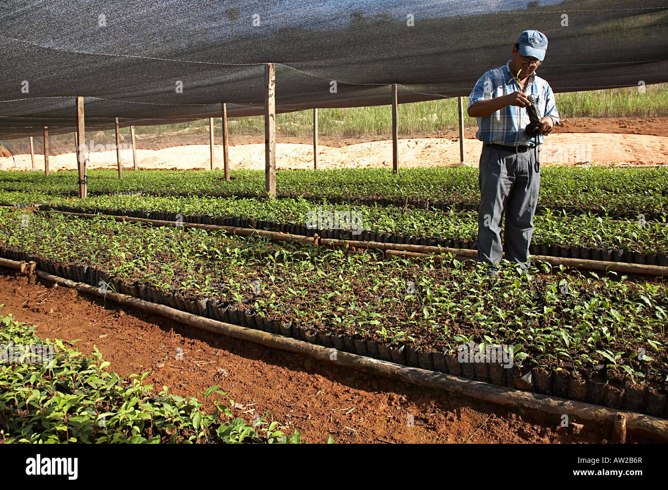 Tea plant nursery hi-res stock photography and images - Alamy