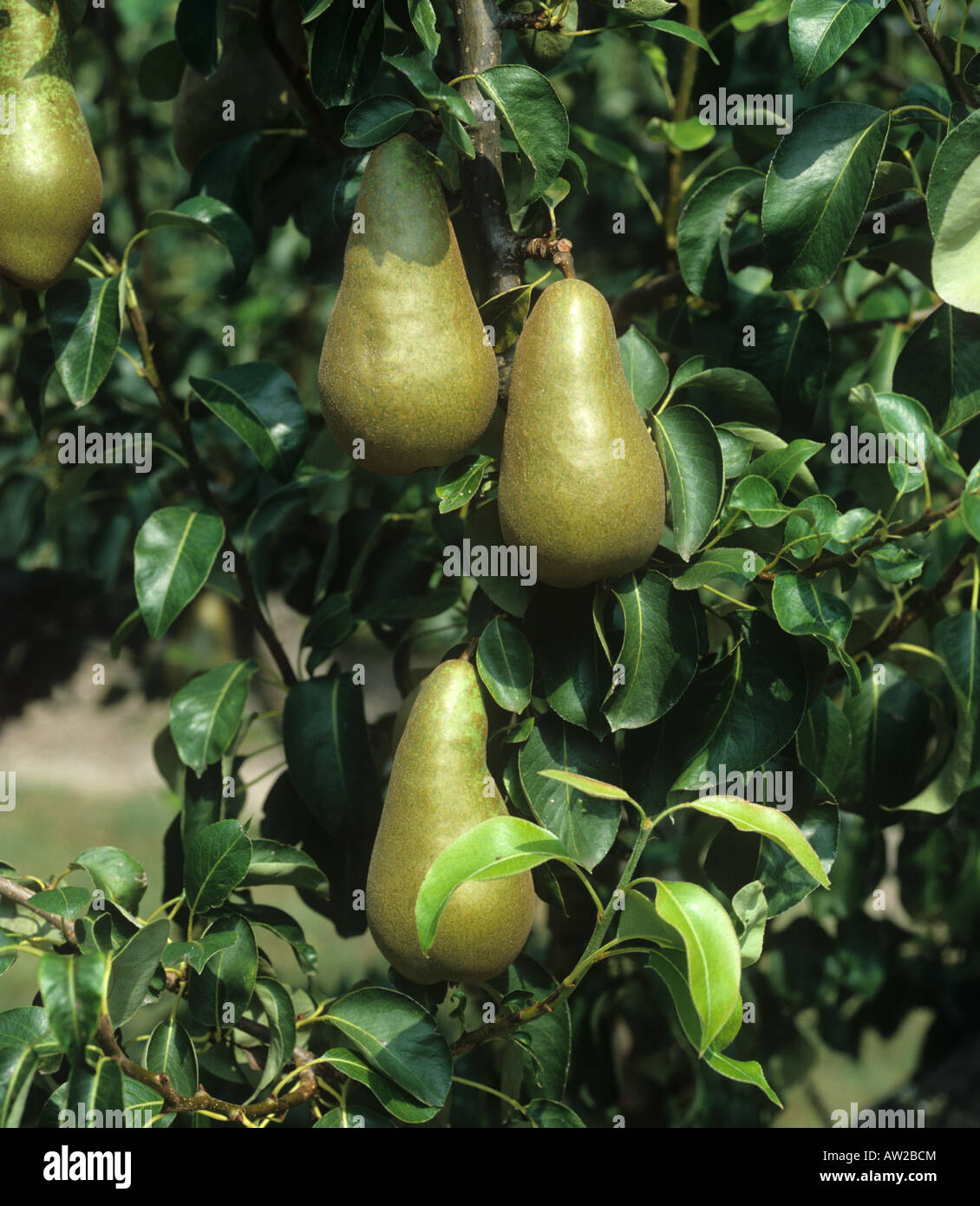 Pear variety conference communis hi-res stock photography and images ...