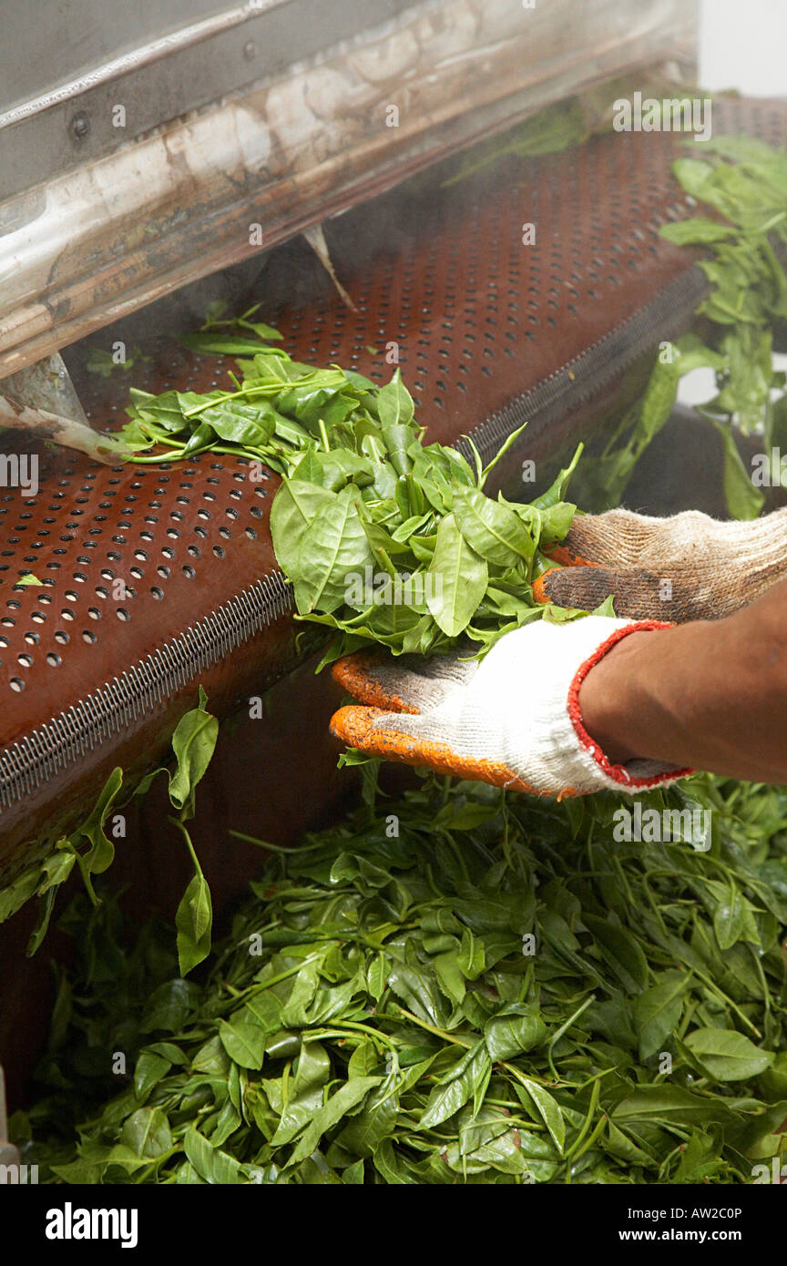 Organic specialty tea production in Chimate a small community in the ...