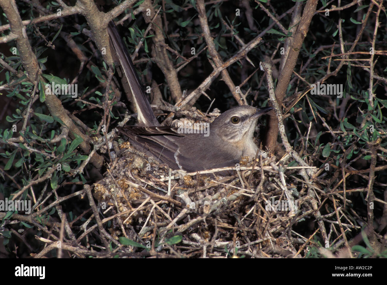 Northern Mockingbird adult on nest, Mimus polyglottos Stock Photo - Alamy