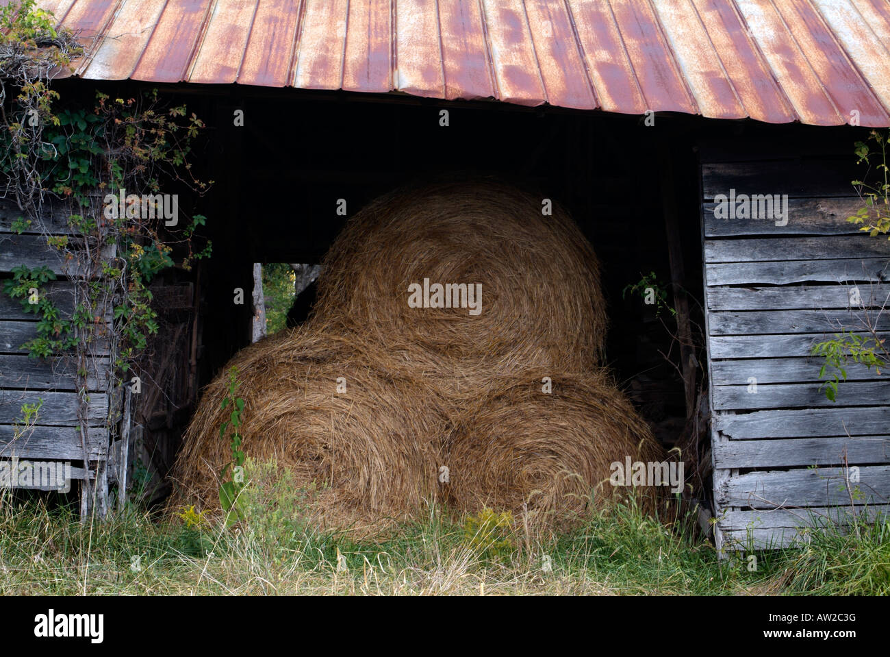 Old derelict wooden barn with three round rotting bales of hay ...