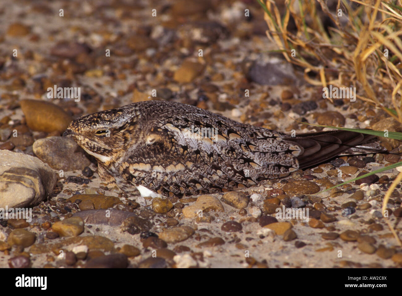 Common Nighthawk Nest