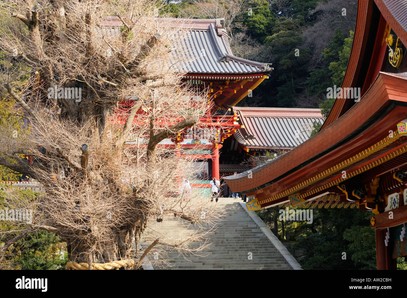 The 1000 years old Ginko tree at the Tsurugaoka Hachimangu Shrine ...